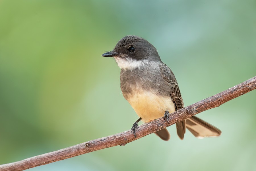 Northern Fantail (Northern) - eBird