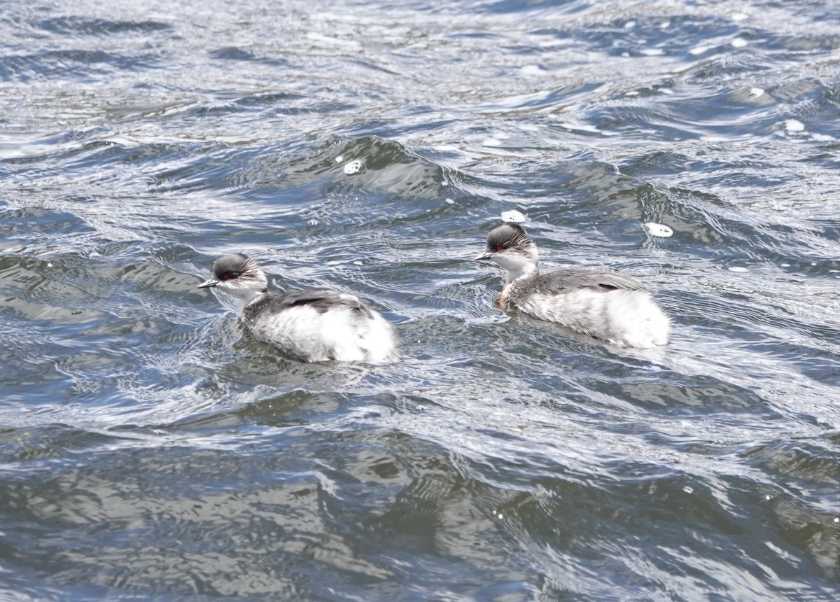eBird Checklist - 10 Aug 2023 - Tambo Cóndor Bird Lodge - 43 species