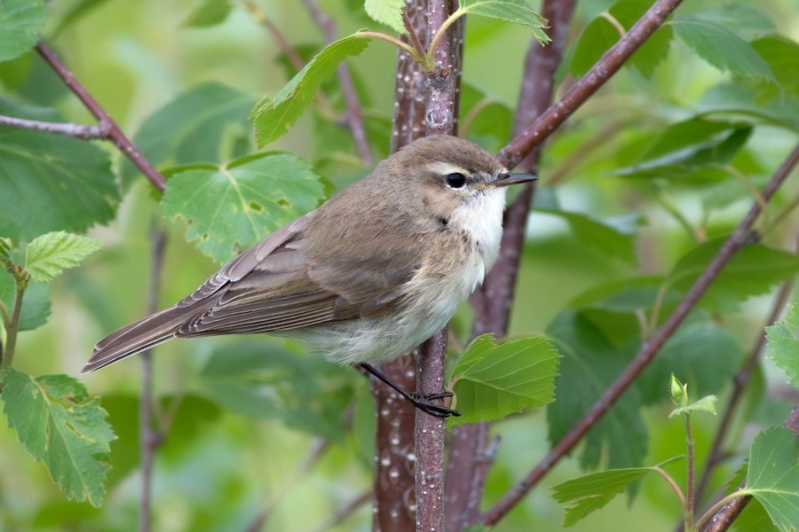 Mountain Chiffchaff (Caucasian) - eBird