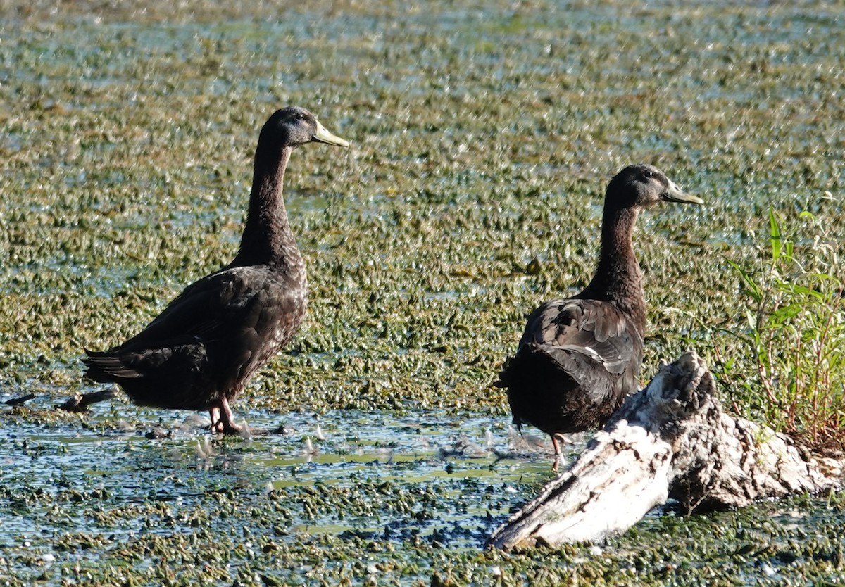 eBird Checklist - 17 Aug 2023 - Arivaca Lake - 51 species