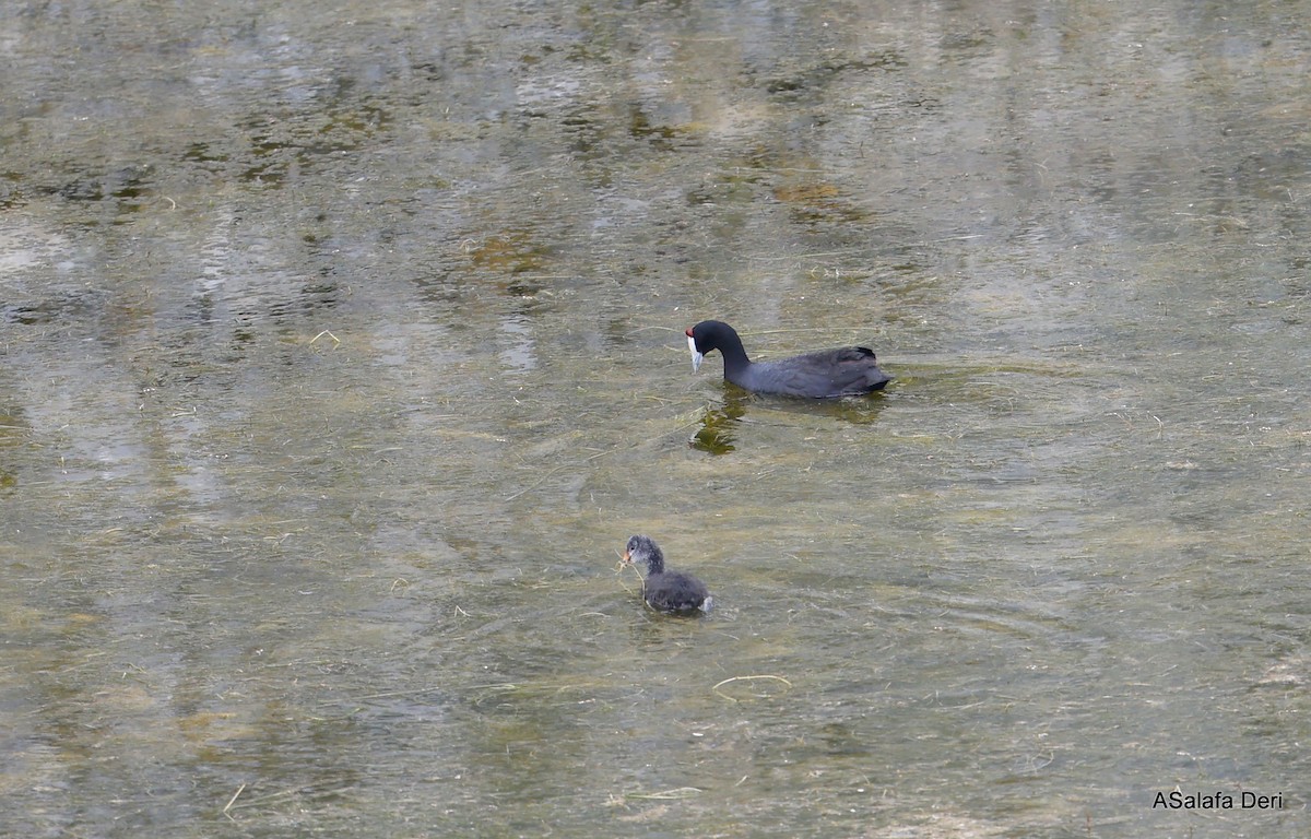 eBird Checklist - 6 Oct 2022 - Langebaan Quarry - 7 species