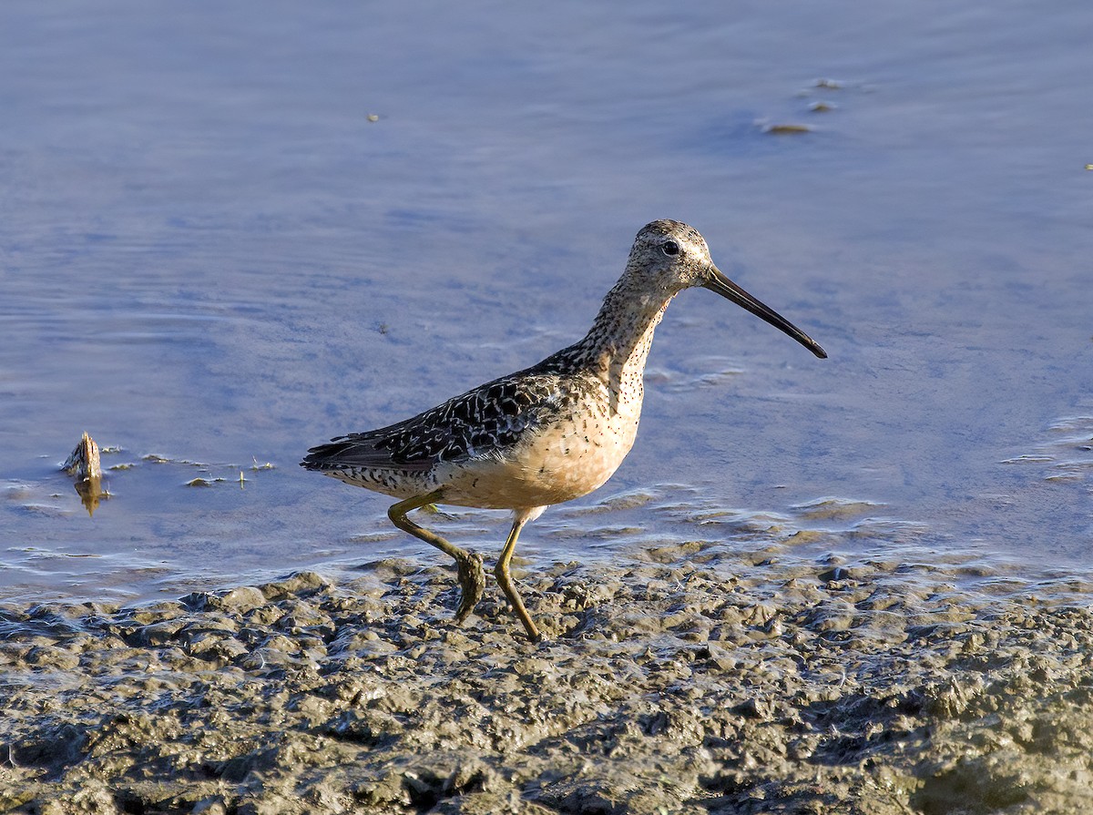 eBird Checklist - 18 Aug 2023 - Shillapoo Lake - 12 species