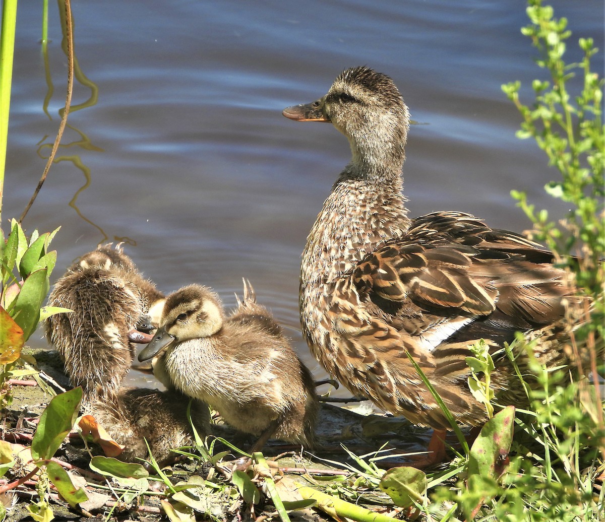 eBird Checklist - 19 Aug 2023 - UCSB North Campus Open Space (formerly ...