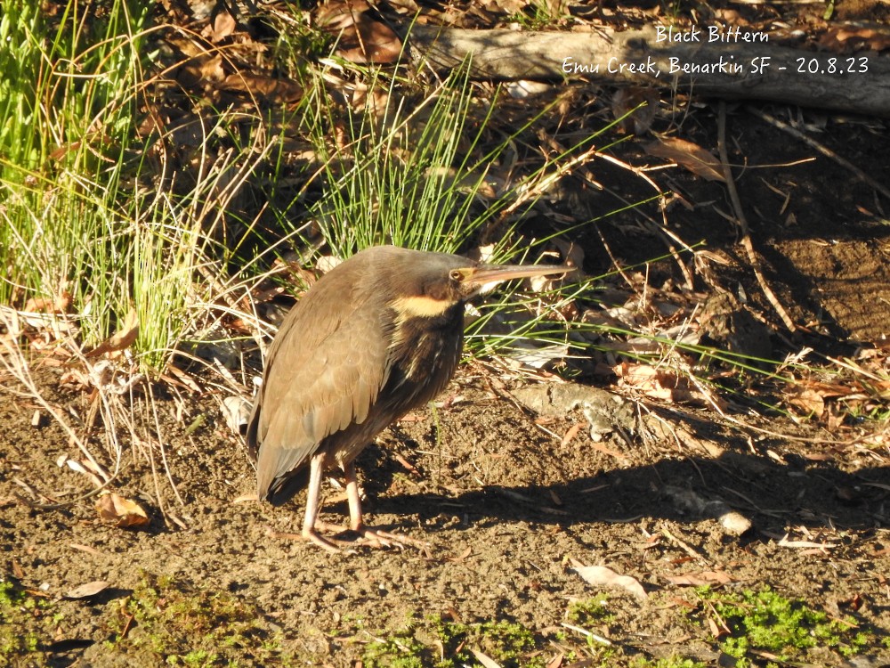 eBird Checklist - 20 Aug 2023 - Benarkin State Forest--Emu Creek - 1 ...