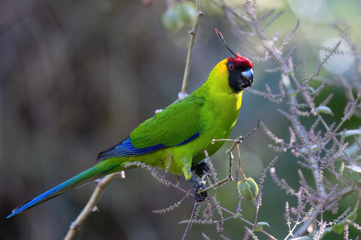 ML605408101 - Horned Parakeet - Macaulay Library