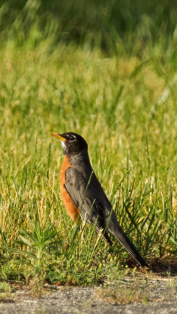 Wisconsin Breeding Bird Atlas Checklist - 4 Jun 2017 - Spring Valley ...
