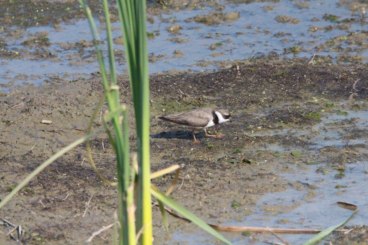 eBird Checklist - 19 Aug 2023 - Howard Marsh--West Side of Howard Rd ...
