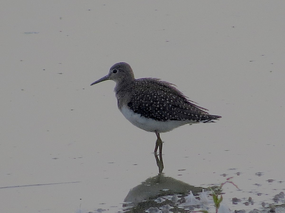 eBird Checklist - 21 Aug 2023 - Joint Watershed Management Project - 17 ...