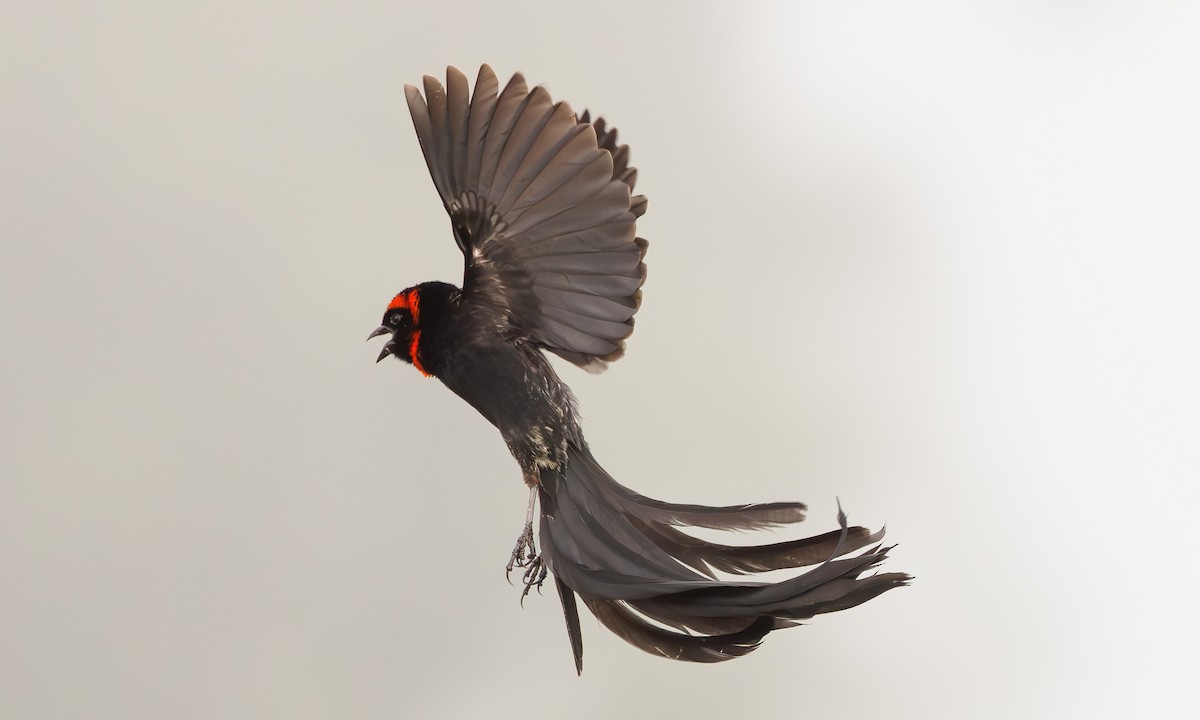 ML605675021 - Red-cowled Widowbird - Macaulay Library