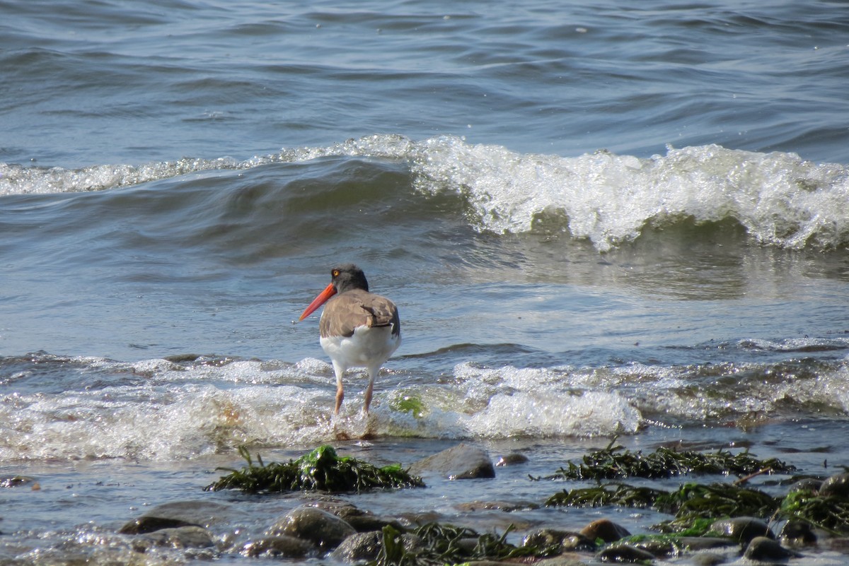 eBird Checklist - 20 Aug 2023 - Rumstick Point, beach, salt marsh and ...