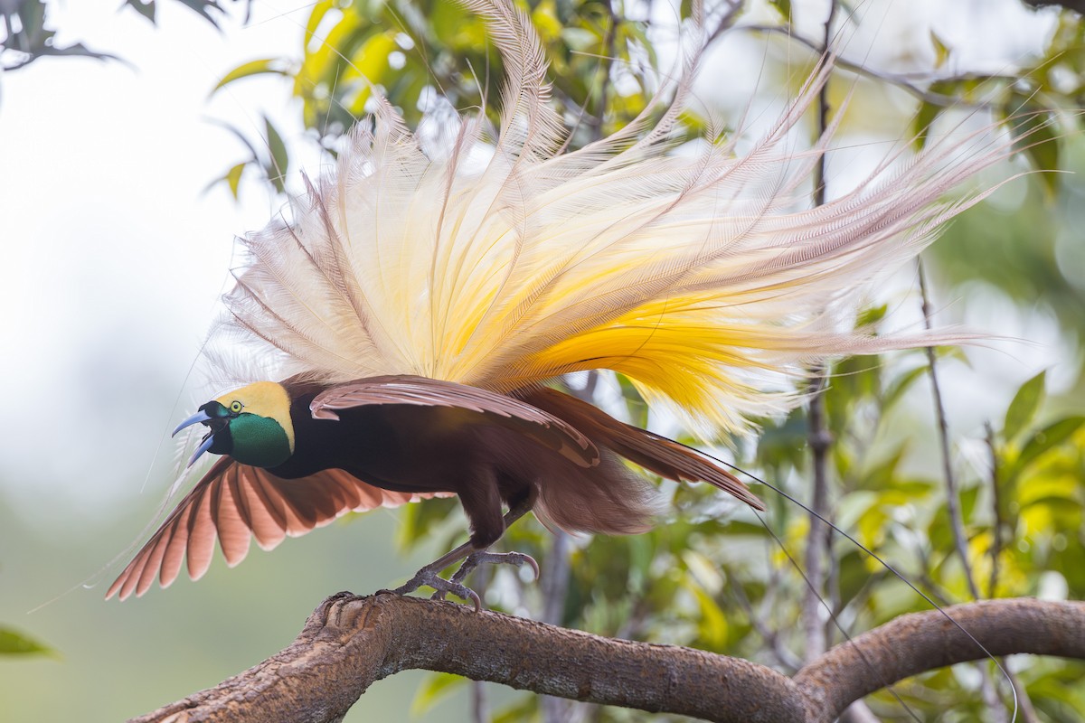 ML605873451 - Greater Bird-of-Paradise - Macaulay Library