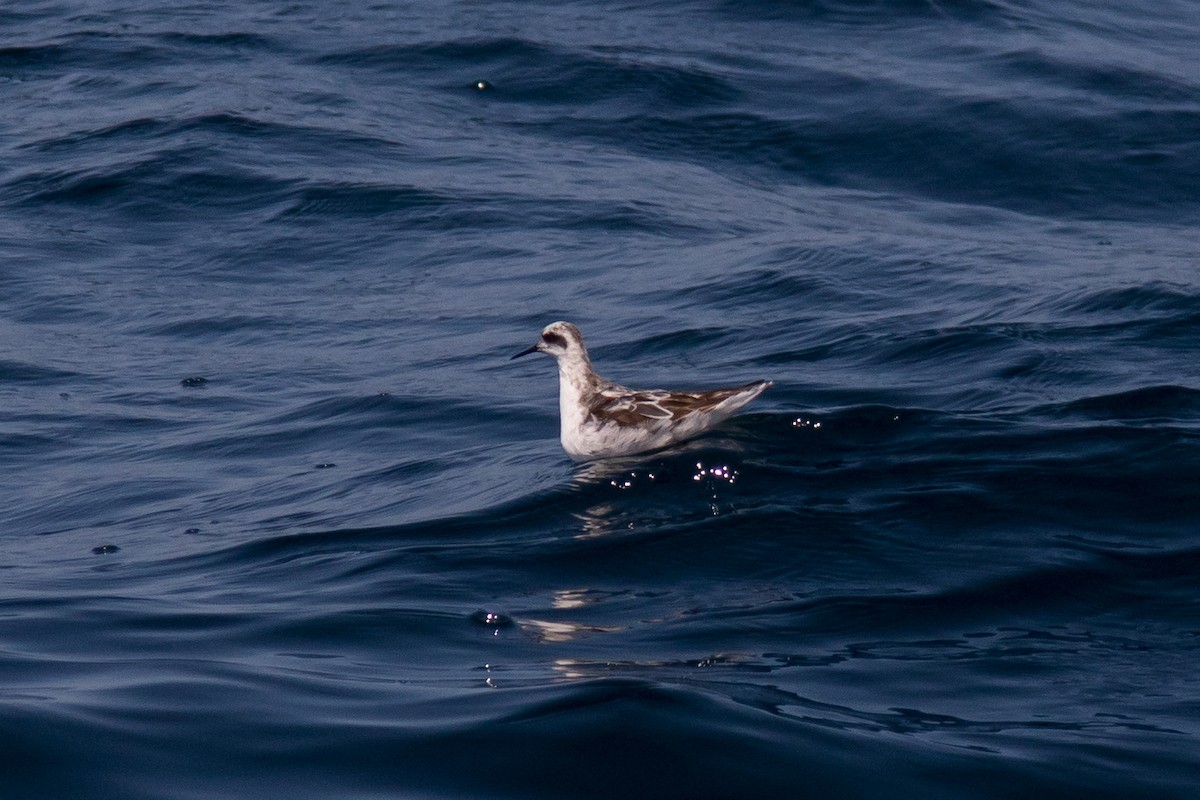 eBird Checklist - 20 Aug 2023 - Cape May Whale Watch & Research Center ...