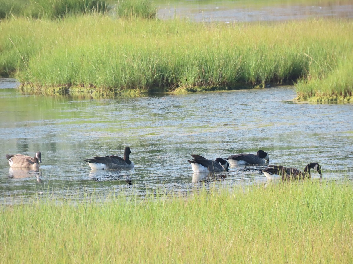 eBird Checklist - 1 Aug 2023 - Edwin B. Forsythe NWR--Cedar Bonnet ...