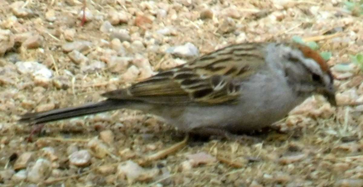 eBird Checklist - 23 Aug 2023 - My backyard - 4 species