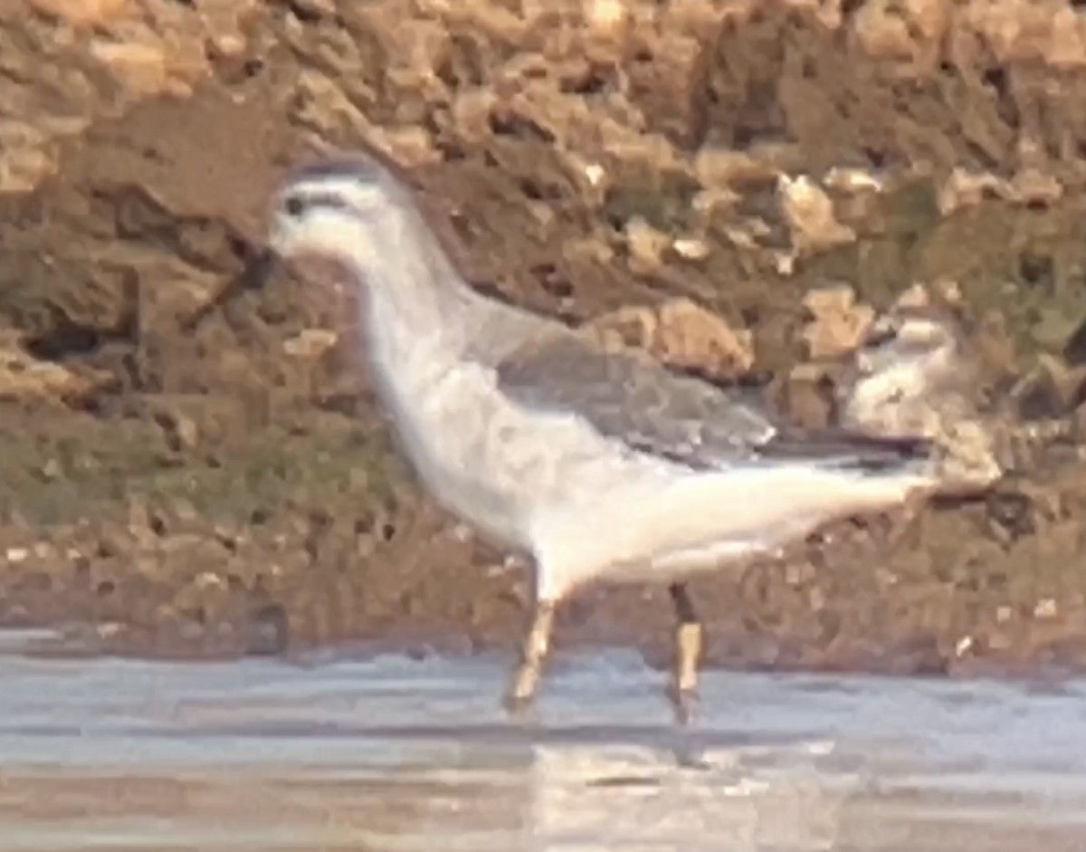 eBird Checklist - 23 Aug 2023 - Brandon Farm & Taff Rd. - 19 species ...
