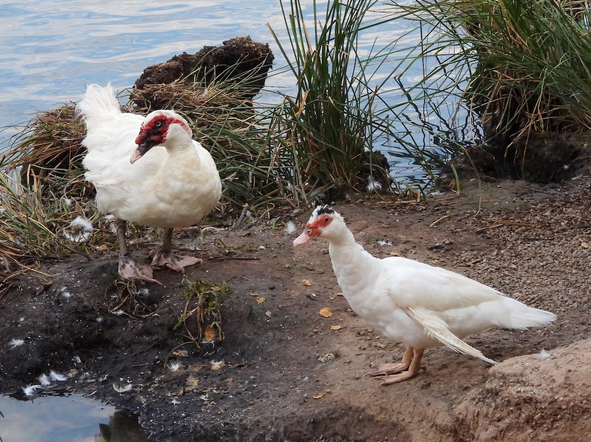 eBird Checklist - 24 Aug 2023 - Riparian Preserve at Gilbert Water ...