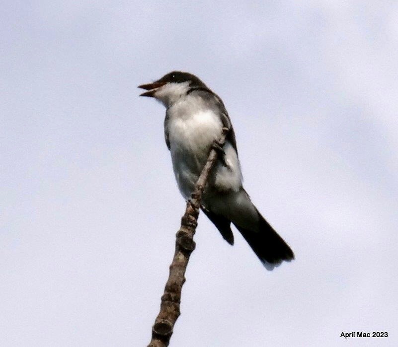 eBird Checklist - 21 Aug 2023 - Telkwa--Tyhee Lake Provincial Park - 3 ...