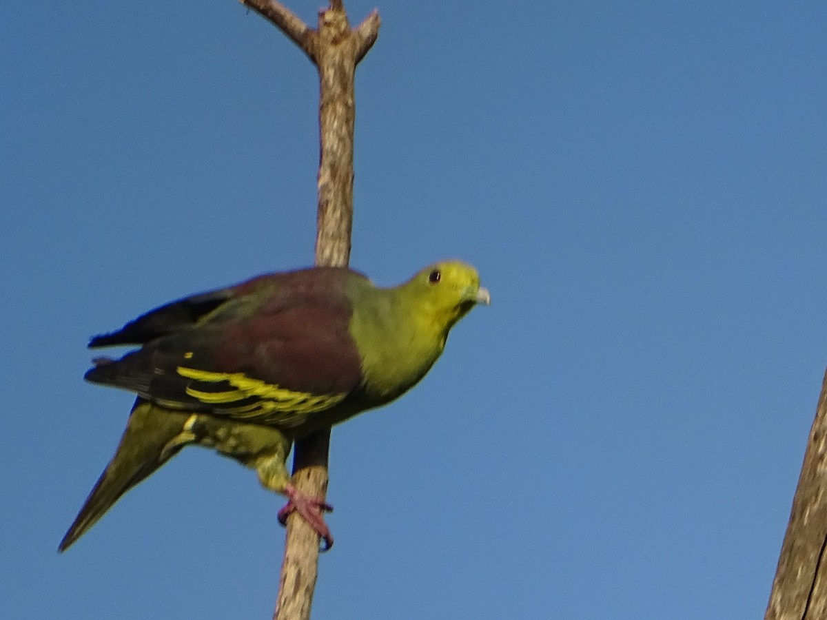 ML606752971 - Sri Lanka Green-Pigeon - Macaulay Library
