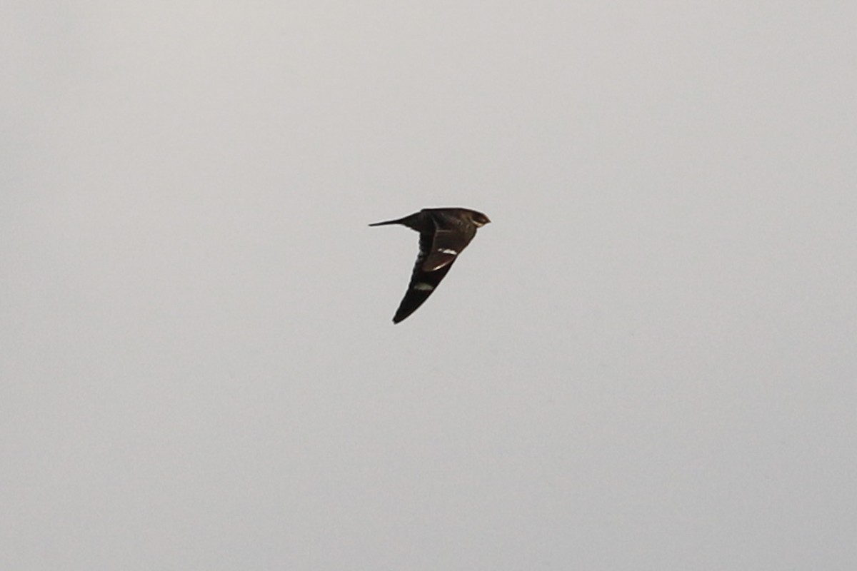 eBird Checklist - 25 Aug 2023 - 406 Upper Georges Valley Rd, Spring Mills US-PA (40.8181,-77. ...