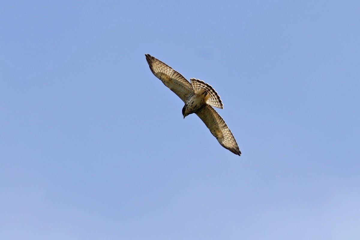 eBird Checklist - 25 Aug 2023 - Mormon Island SRA - 38 species (+2 ...