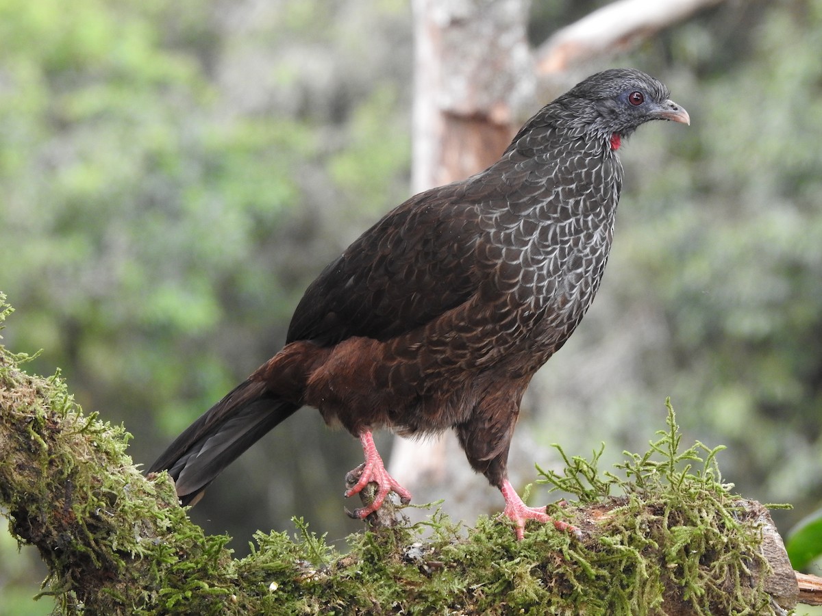 ML607064321 - Andean Guan - Macaulay Library