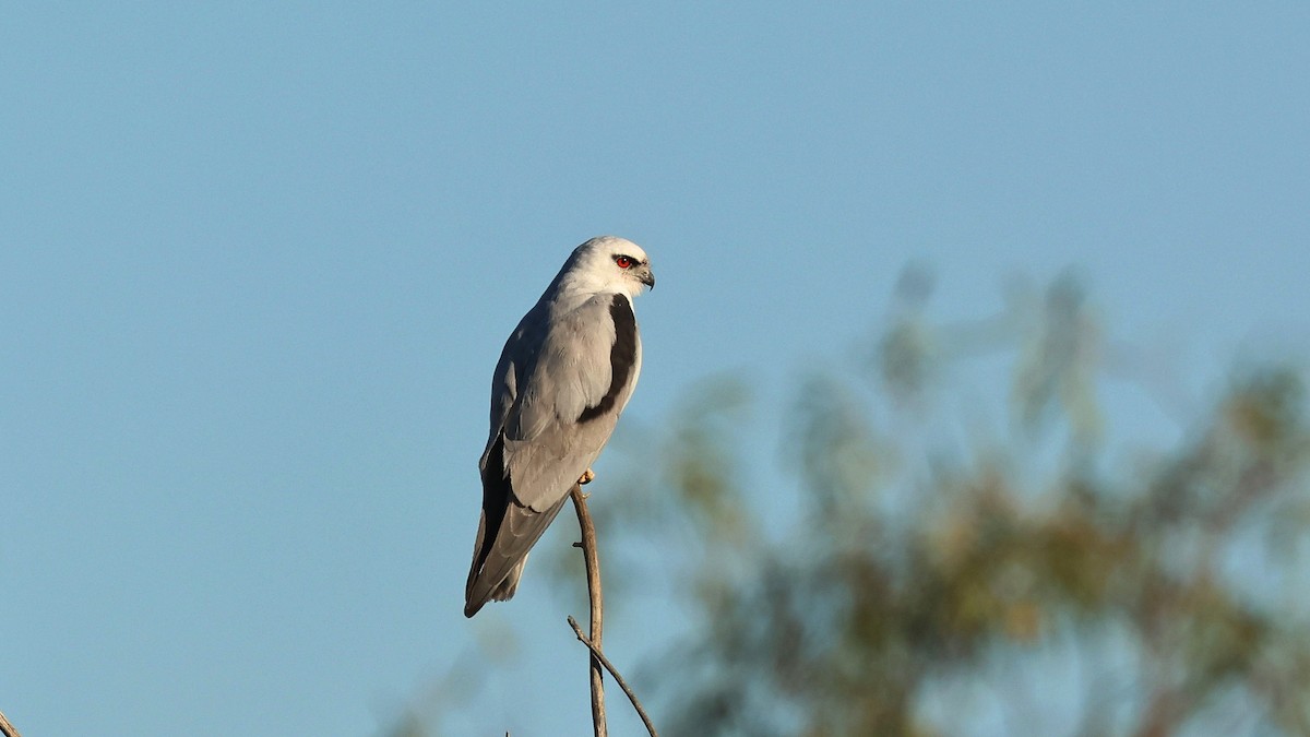eBird Checklist - 22 Aug 2023 - Georgina River crossing - 20 species