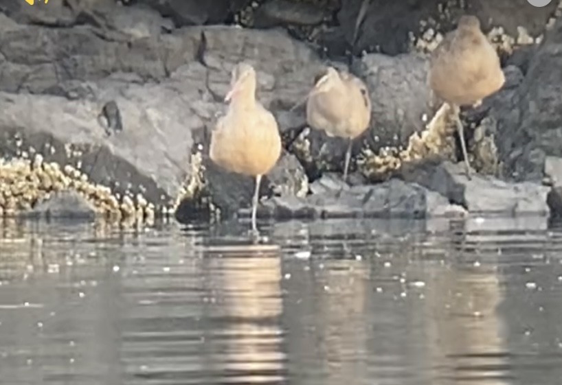 eBird Checklist - 26 Aug 2023 - Tokeland--marina - 15 species (+1 other ...