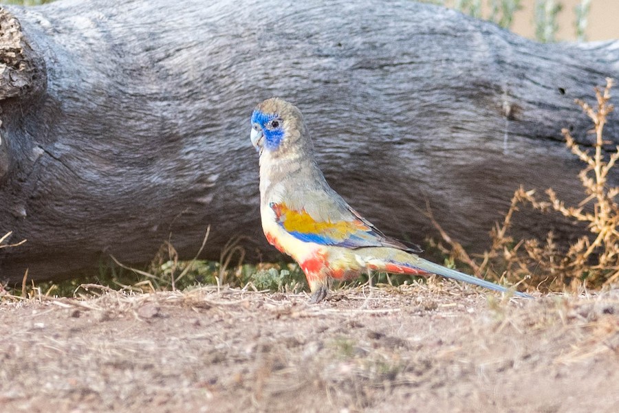 Eastern Bluebonnet (Red-vented) - eBird