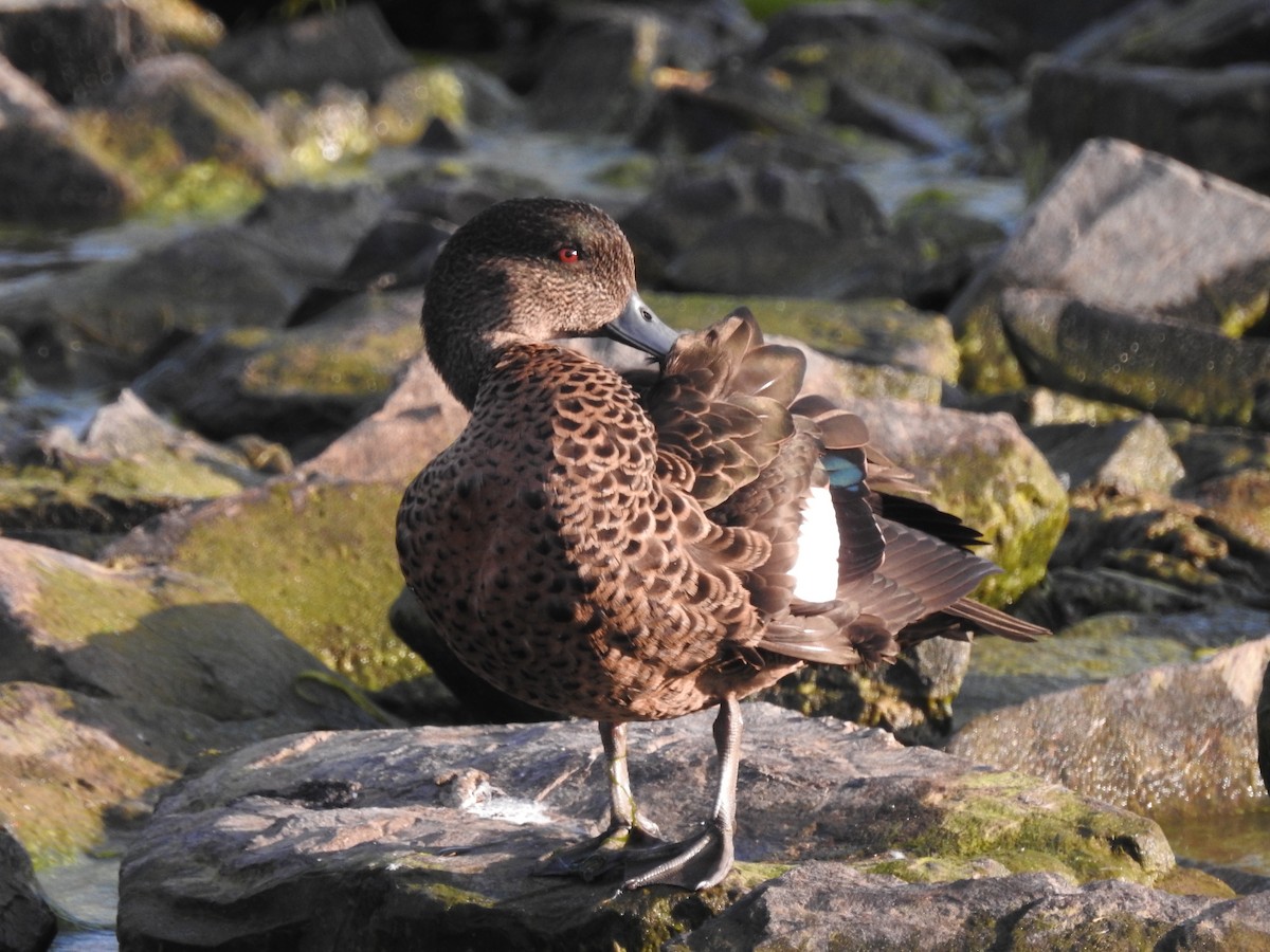 ML607503761 - Gray Teal - Macaulay Library