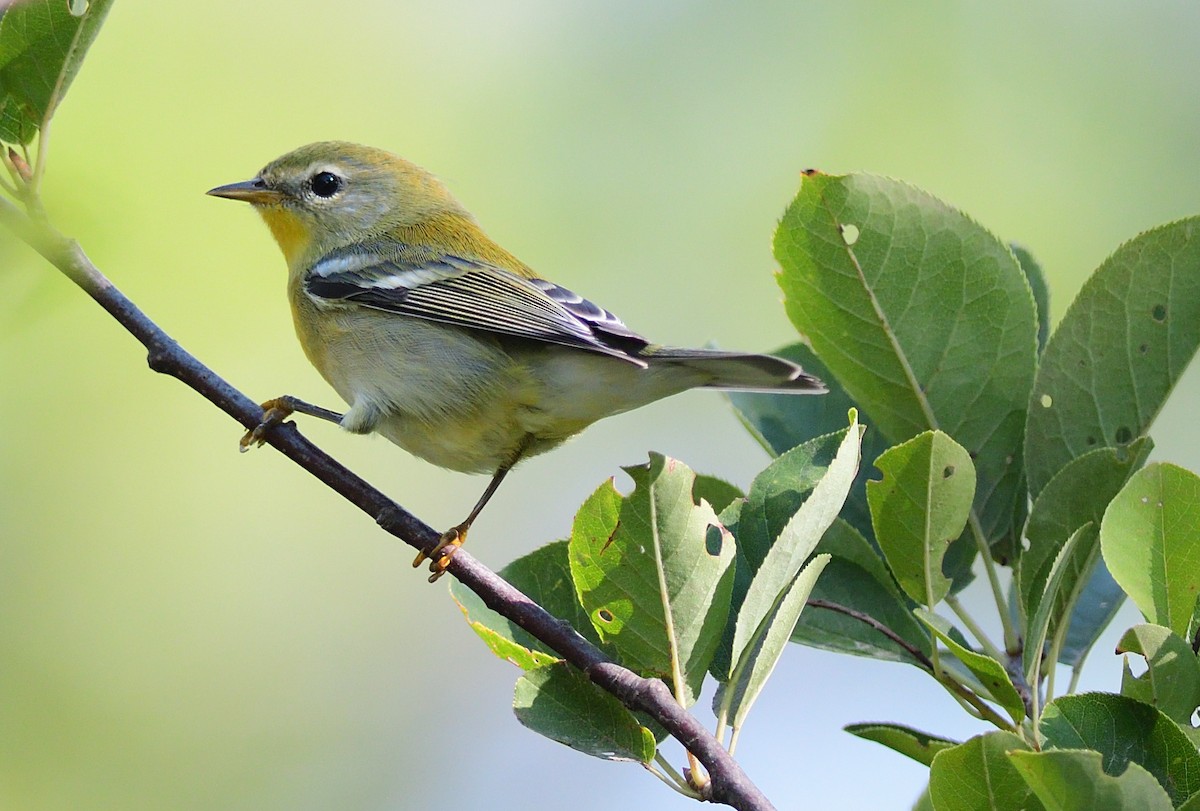 ML607584381 - Northern Parula - Macaulay Library