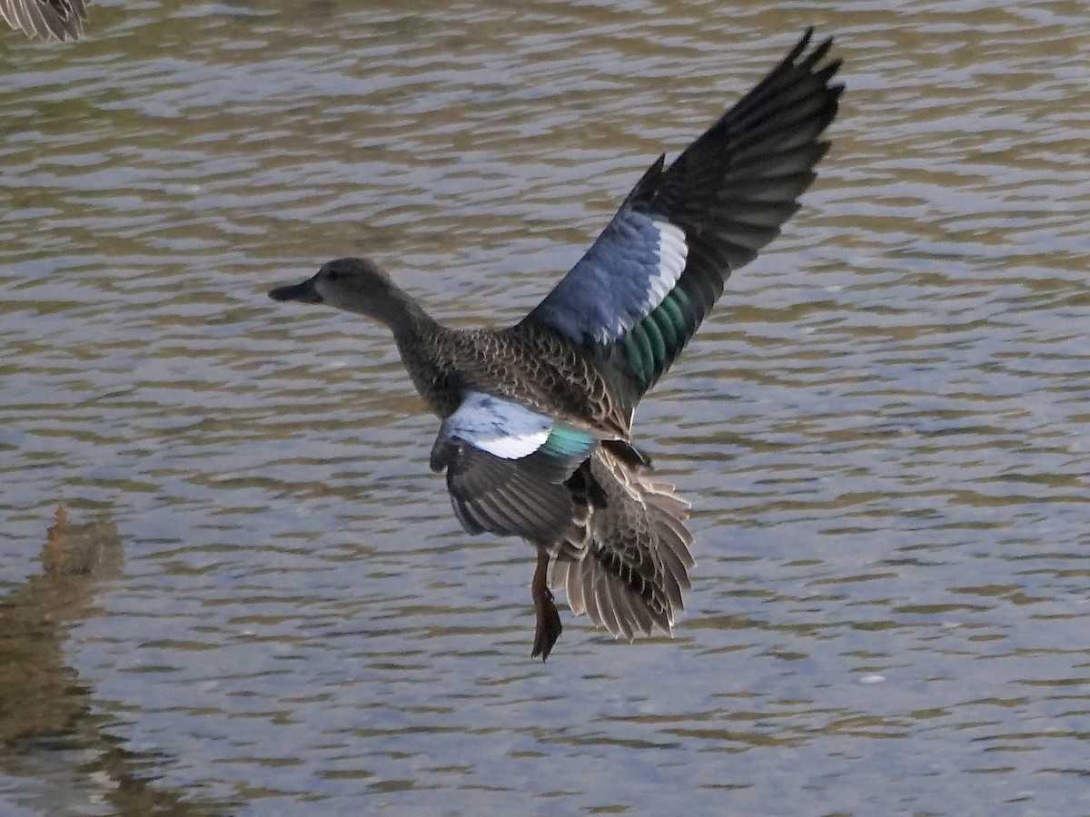 eBird Checklist - 27 Aug 2023 - Longhorn Dam area, Austin - 55 species ...