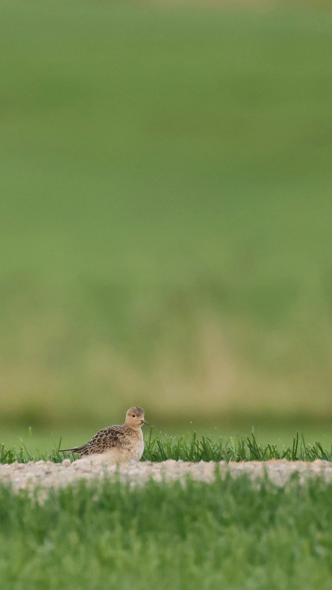eBird Checklist - 27 Aug 2023 - Winding Brook Turf Farm - 6 species