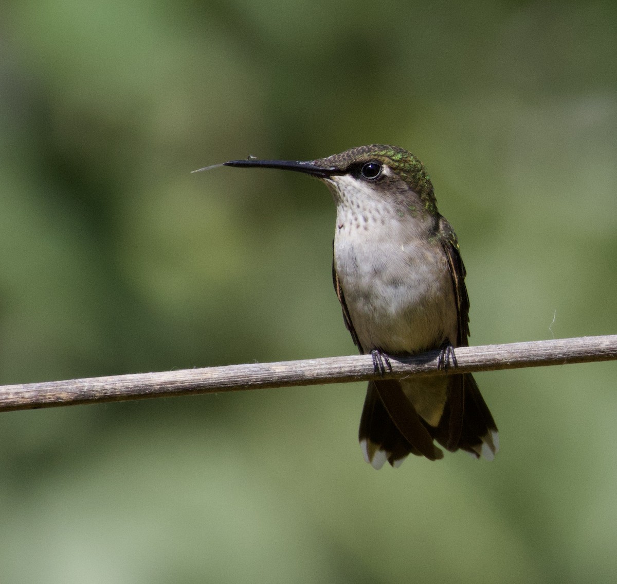 eBird Checklist - 16 Aug 2023 - Hilliardton Marsh Research and ...