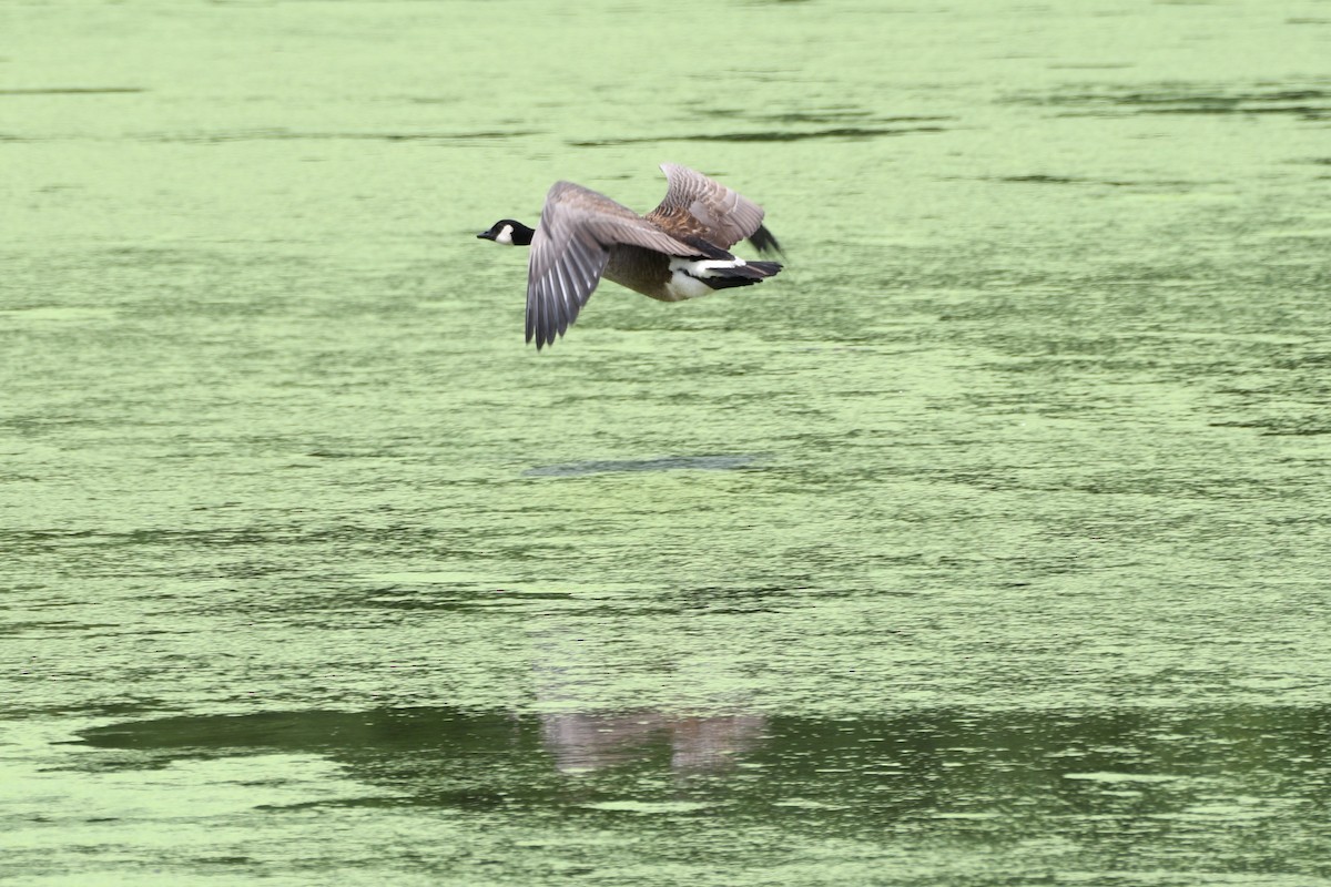eBird Checklist - 21 Jul 2023 - John Heinz NWR--impoundment (Philadelphia Co.) - 59 species