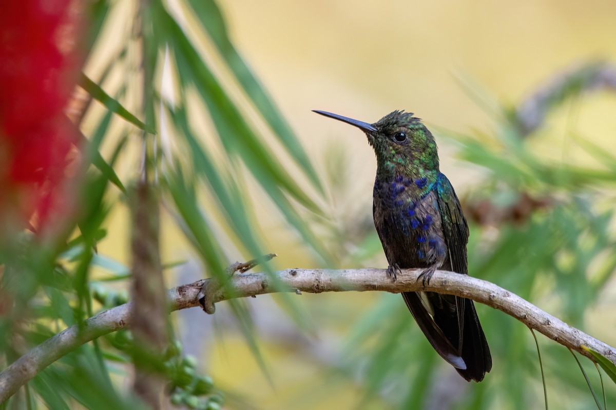 eBird Checklist - 20 Aug 2023 - Belo Horizonte--Parque Ecológico ...