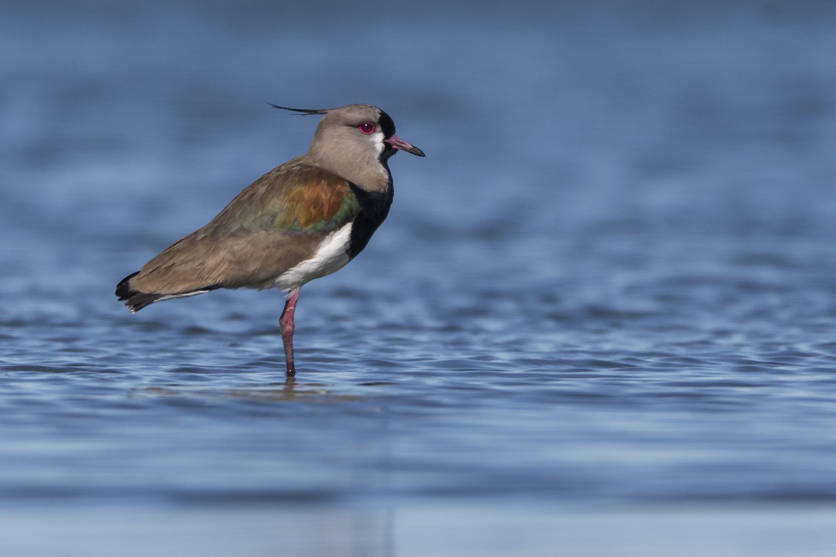 ML608277486 - Southern Lapwing - Macaulay Library