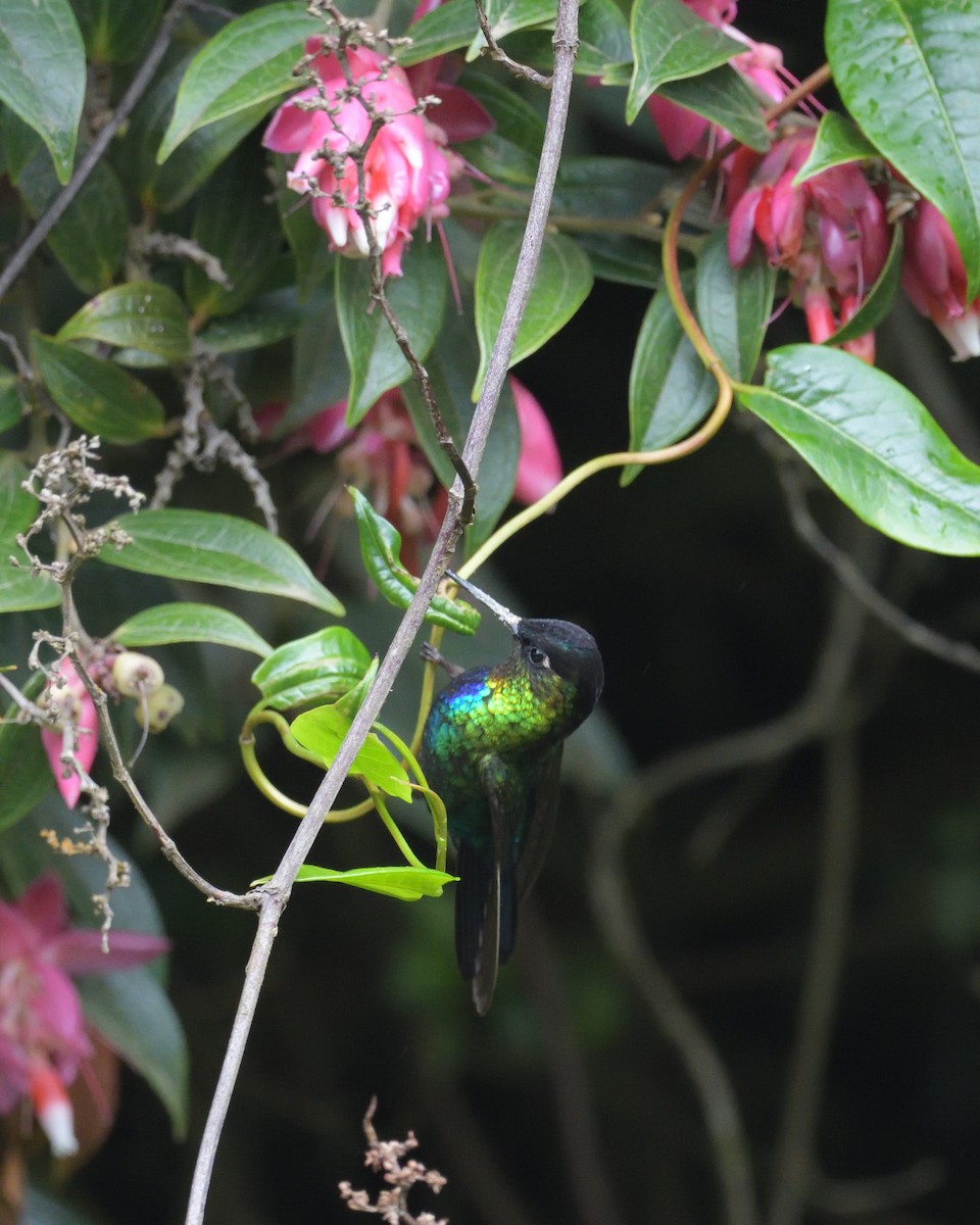 eBird Checklist - 11 Jul 2023 - Volcán Turrialba--El Tapojo - 21 species