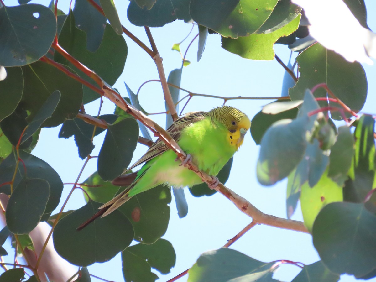 eBird Checklist - 30 Aug 2023 - Western Creek State Forest--Dunmore Rd ...