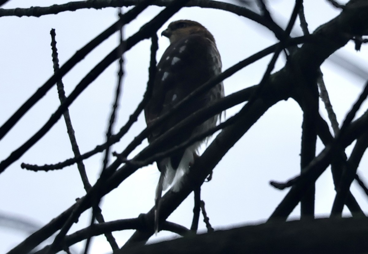 eBird Checklist - 30 Aug 2023 - Prospect Park - 40 species (+2 other taxa)