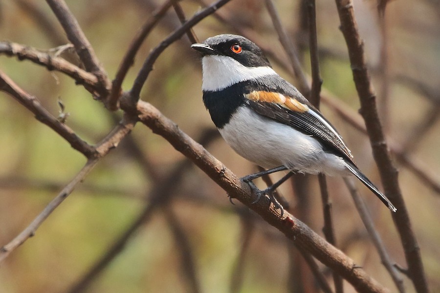 Margaret's Batis (Angola) - eBird