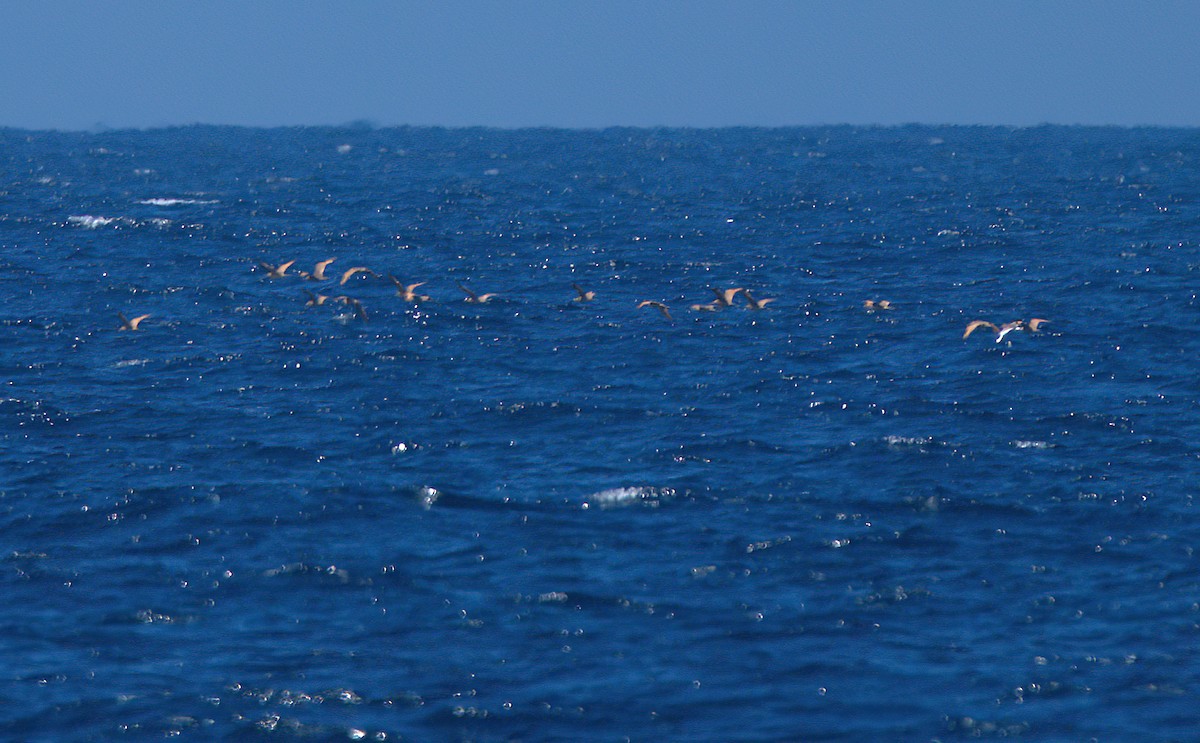 eBird Checklist - 26 Aug 2023 - offshore waters between Crespi Knoll ...
