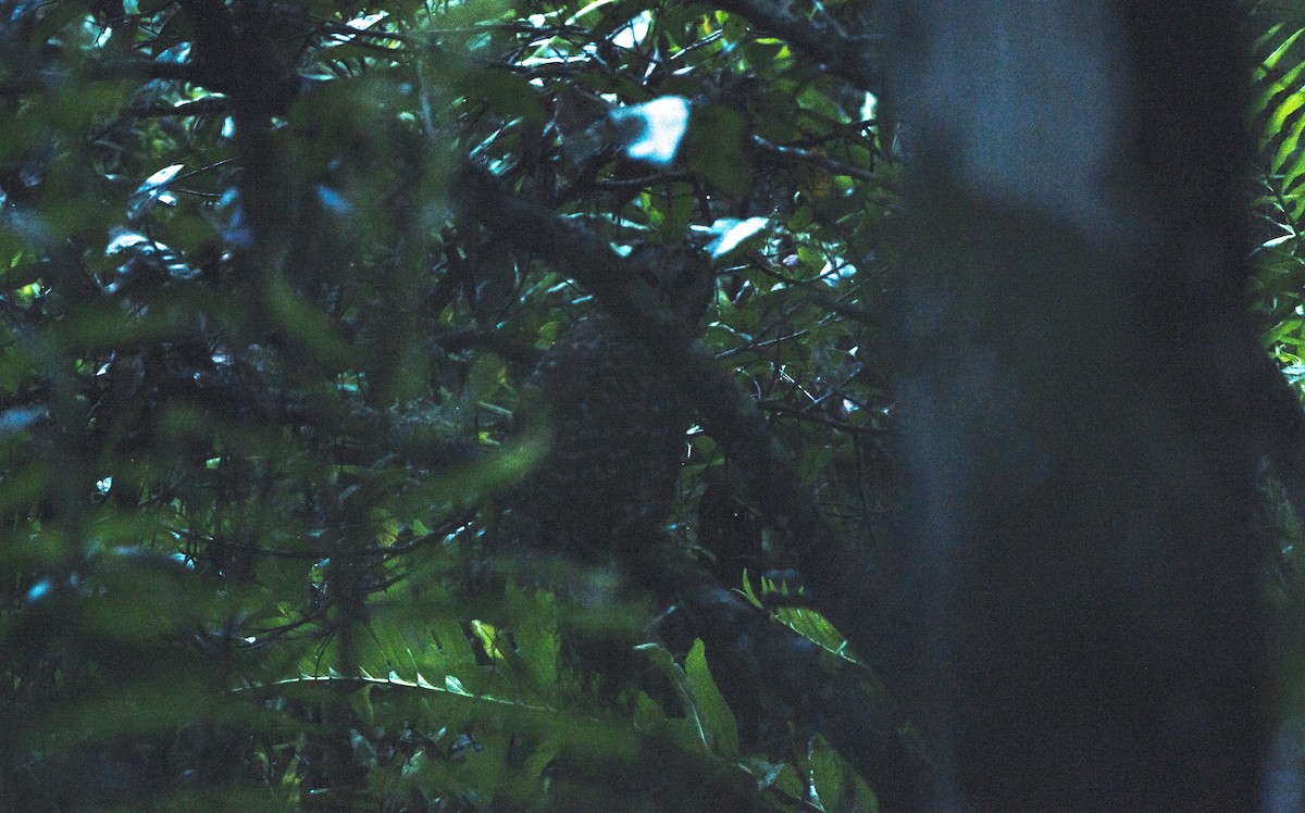 eBird Checklist - 1 Sep 2023 - Loxahatchee NWR - 44 species (+3 other taxa)