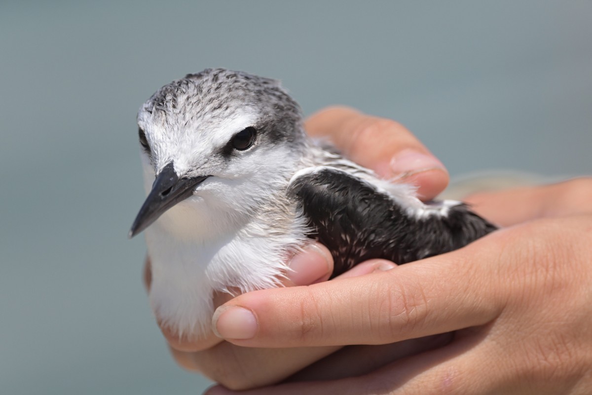 eBird Checklist - 1 Sep 2023 - Fort De Soto Park - 8 species