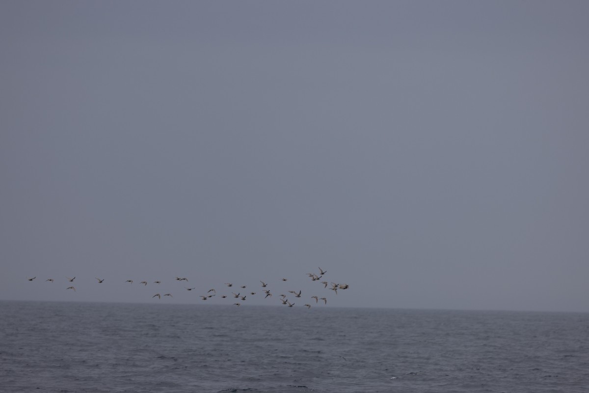 eBird Checklist - 29 Aug 2023 - BBC 8/28-8/29 Pelagic, Leg 18 ...