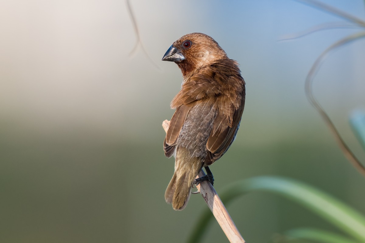 ML608380206 - Scaly-breasted Munia - Macaulay Library
