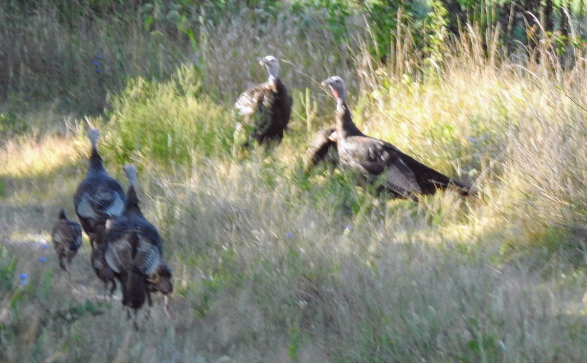 eBird Checklist - 2 Sep 2023 - BARC--Old Sewage Pond (sanctioned groups ...