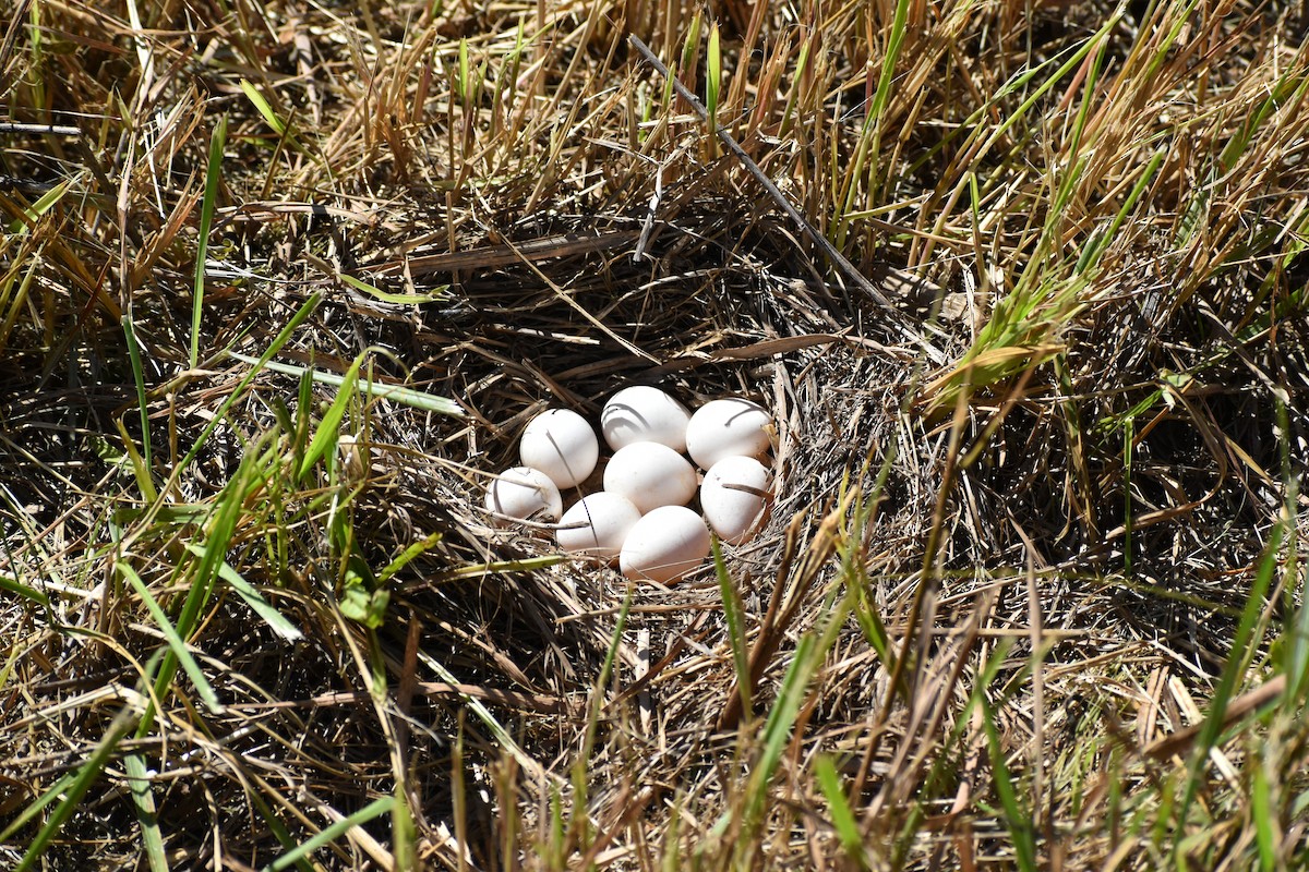 ML608406437 - Northern Bobwhite - Macaulay Library