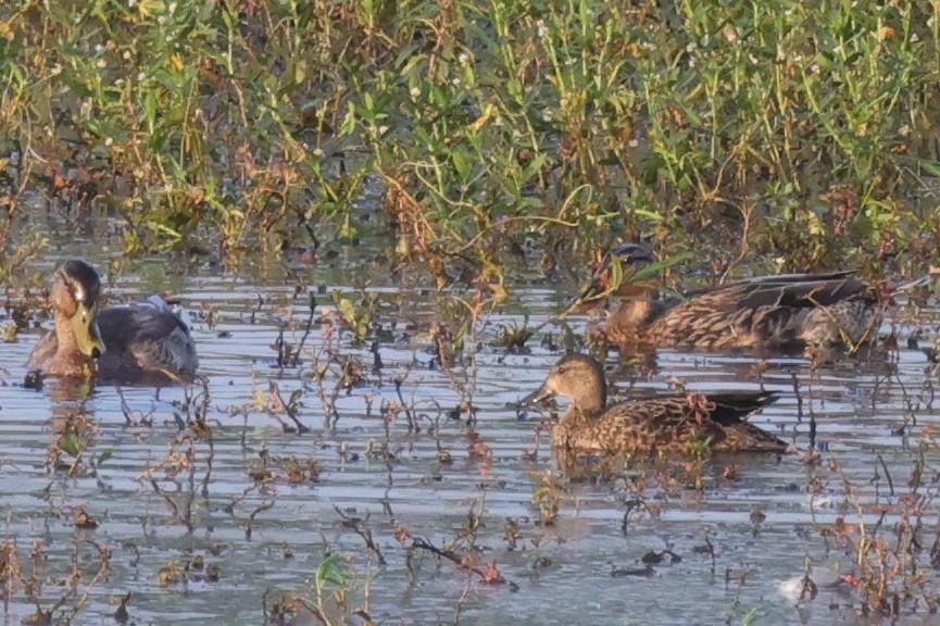 eBird Checklist - 1 Sep 2023 - Brainerd Levee - 34 species