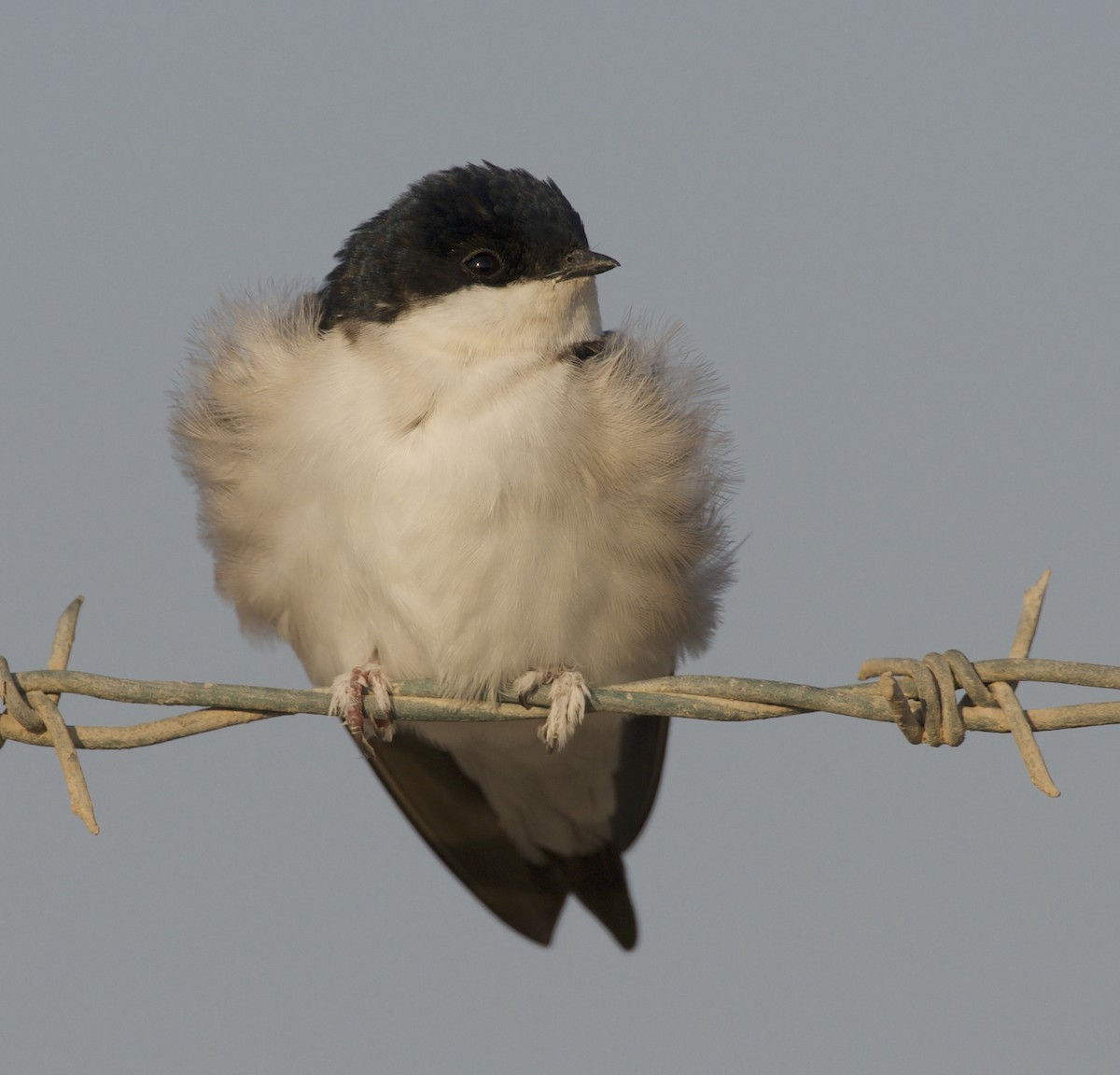 ML608442150 - Western House-Martin - Macaulay Library