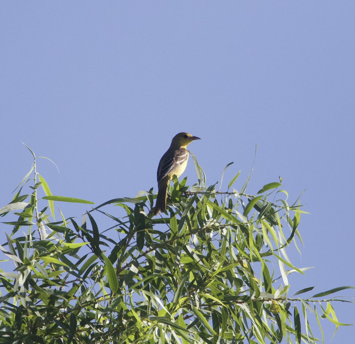 eBird Checklist - 3 Sep 2023 - Whitewater Draw Wildlife Area - 73 ...